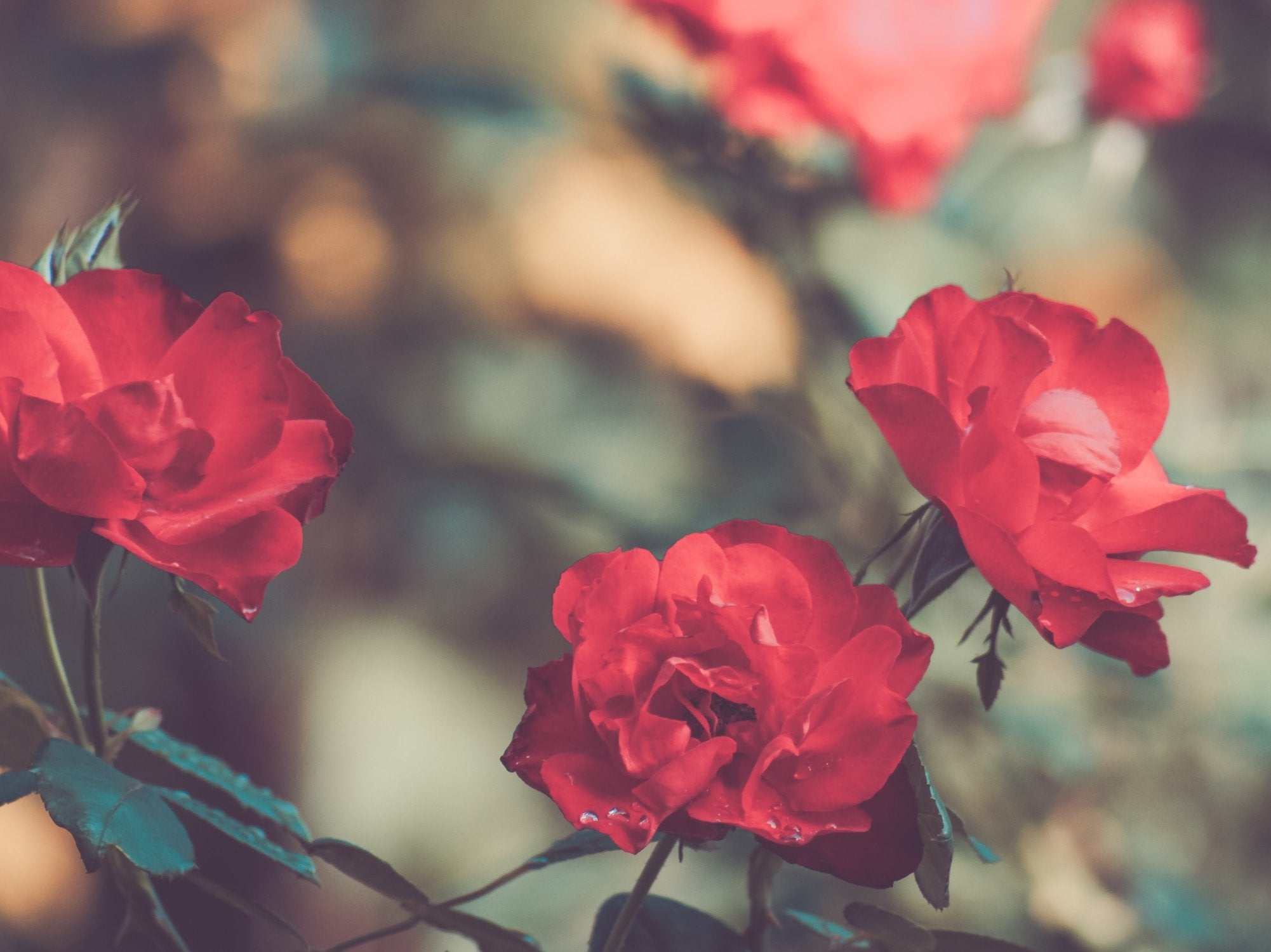 The Garden Ninja's tips and tricks for growing English Roses – Lazy Susan