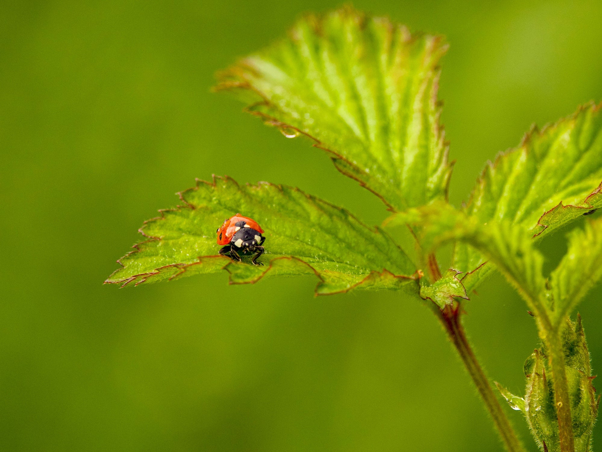 How do you remove insect stains from white metal patio furniture ...